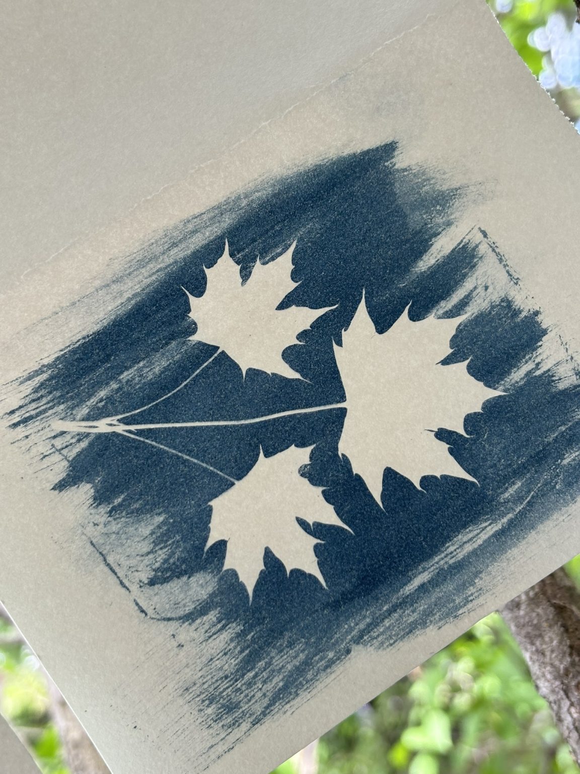 Microadventure #6: Experimenting with cyanotype - Curious Crone