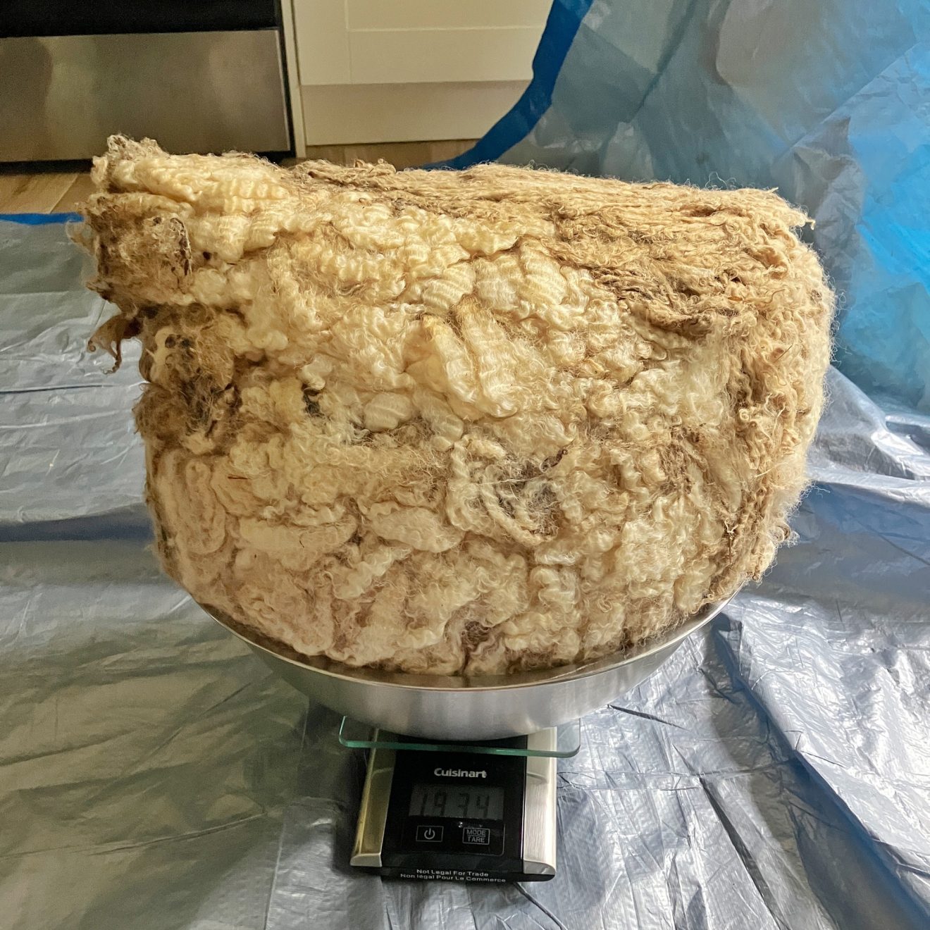 Skirting and scouring a sheep fleece for the first time - Curious Crone