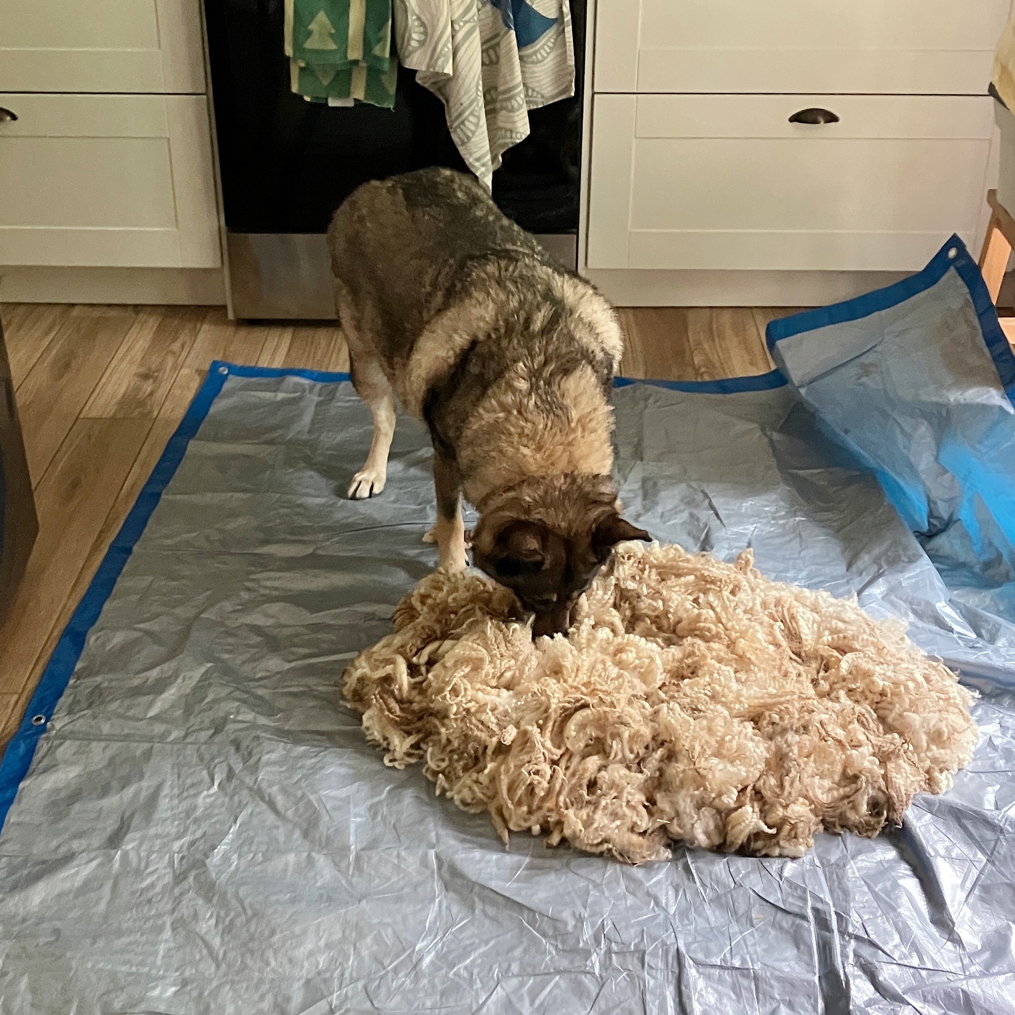 Skirting and scouring a sheep fleece for the first time - Curious Crone