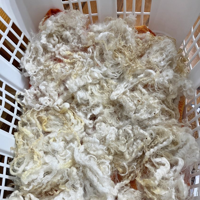 Skirting and scouring a sheep fleece for the first time - Curious Crone