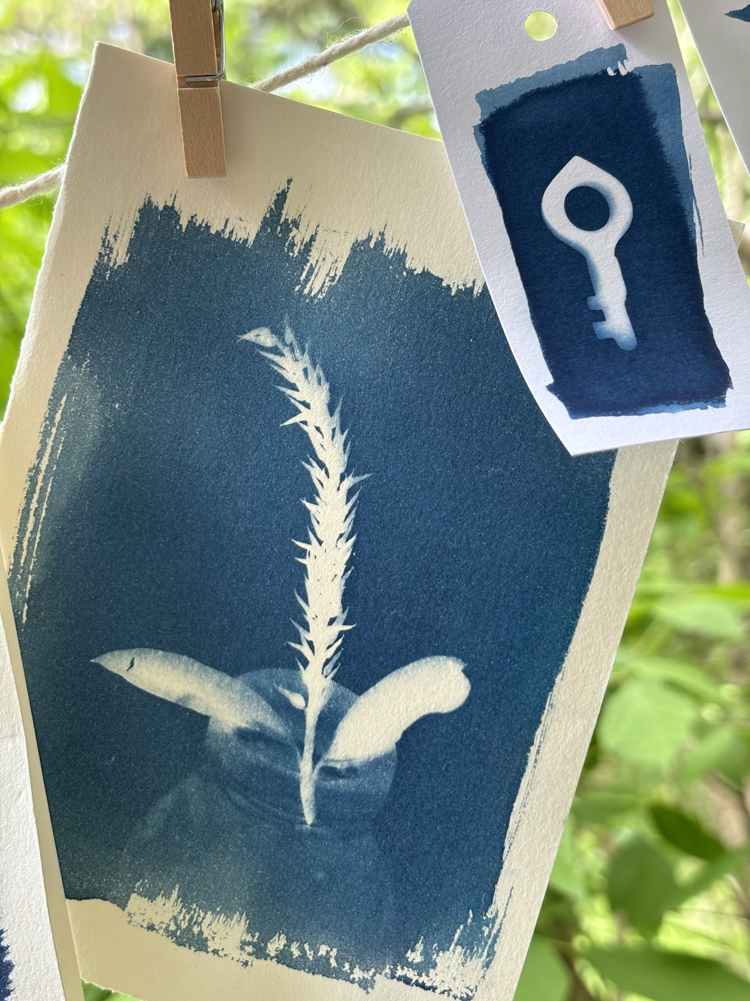 Microadventure #6: Experimenting with cyanotype - Curious Crone